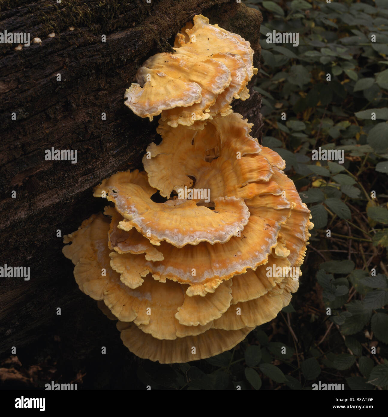 Detail Of A Sulphur Polypore Fungus On A Fallen Tree In The Woodland On