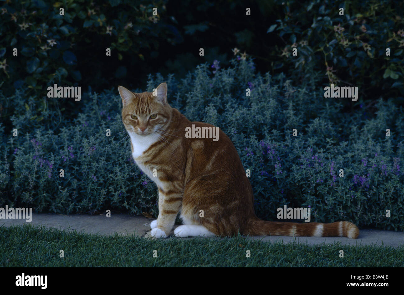 Jock the Cat in the garden at Chartwell Stock Photo - Alamy