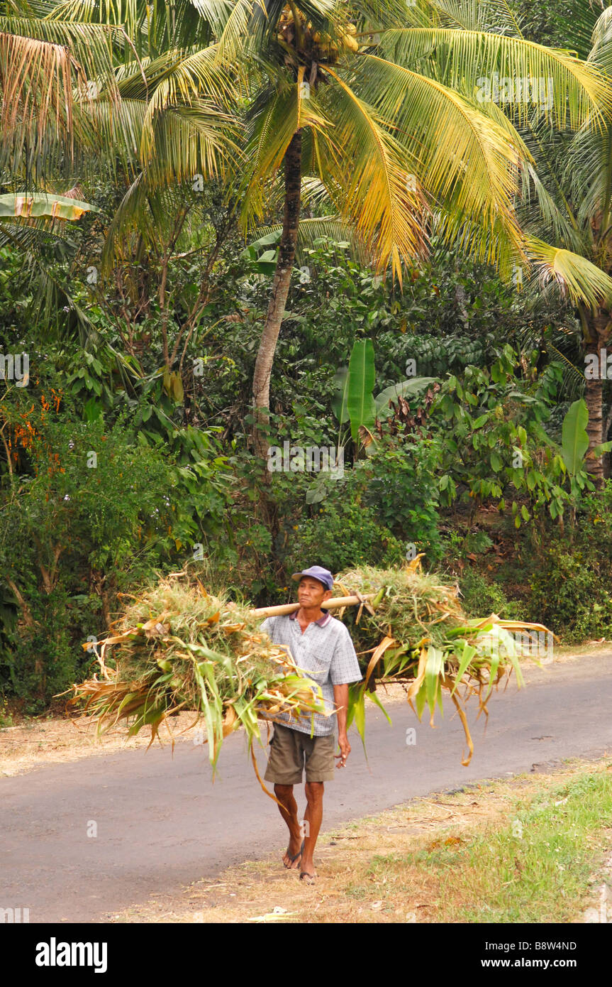 Balinese folk carrying huge bunch of grass leaves back home for being ...