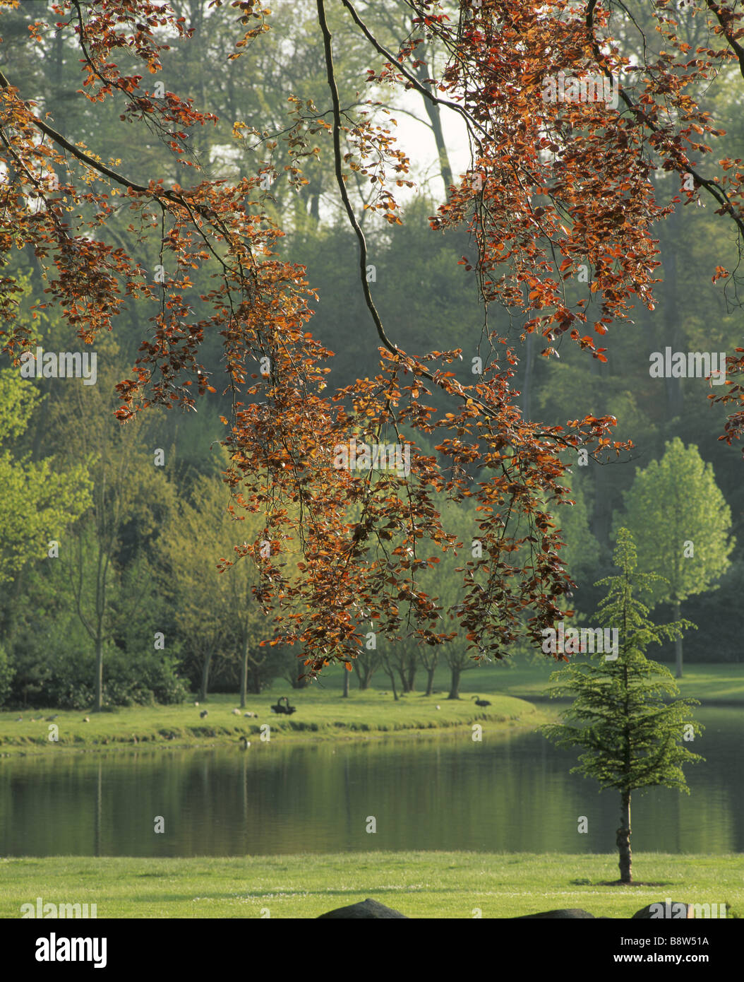 Trees in Claremont Gardens in fresh green spring foliage beside the ...