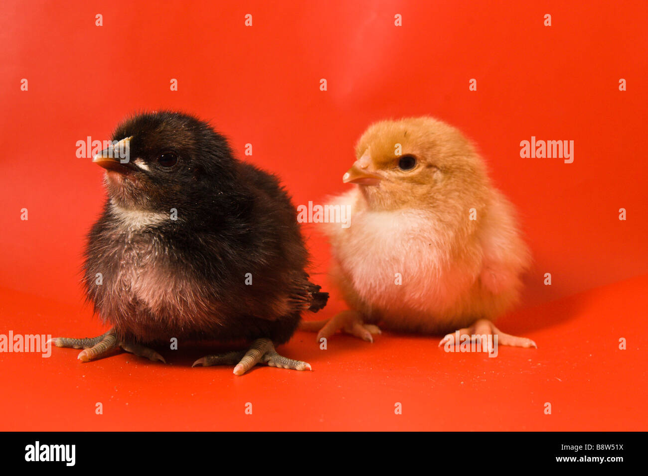 Chickens on a red background Stock Photo - Alamy