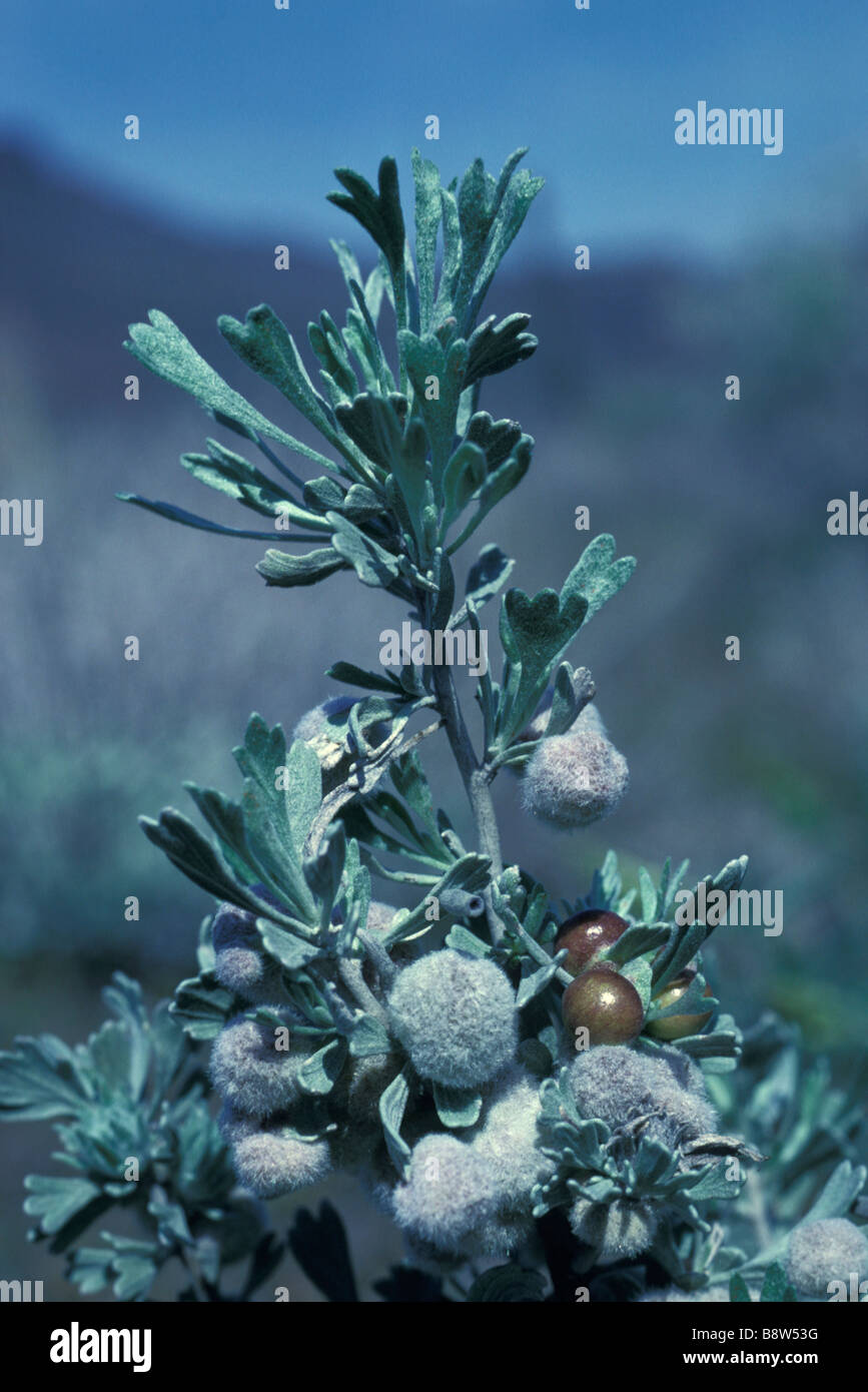 close-up of sagebrush Stock Photo - Alamy