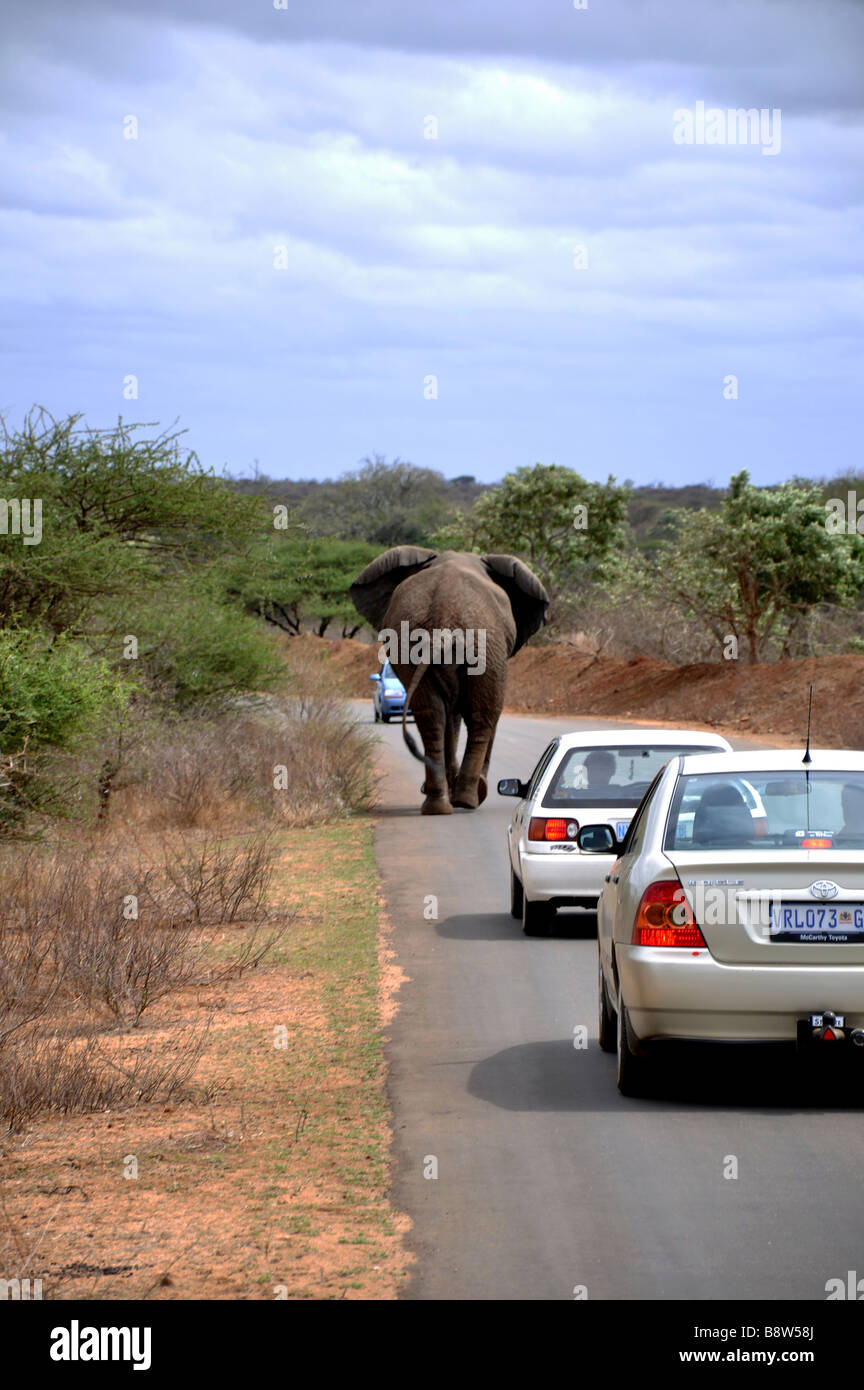 Elephant road hi-res stock photography and images - Alamy