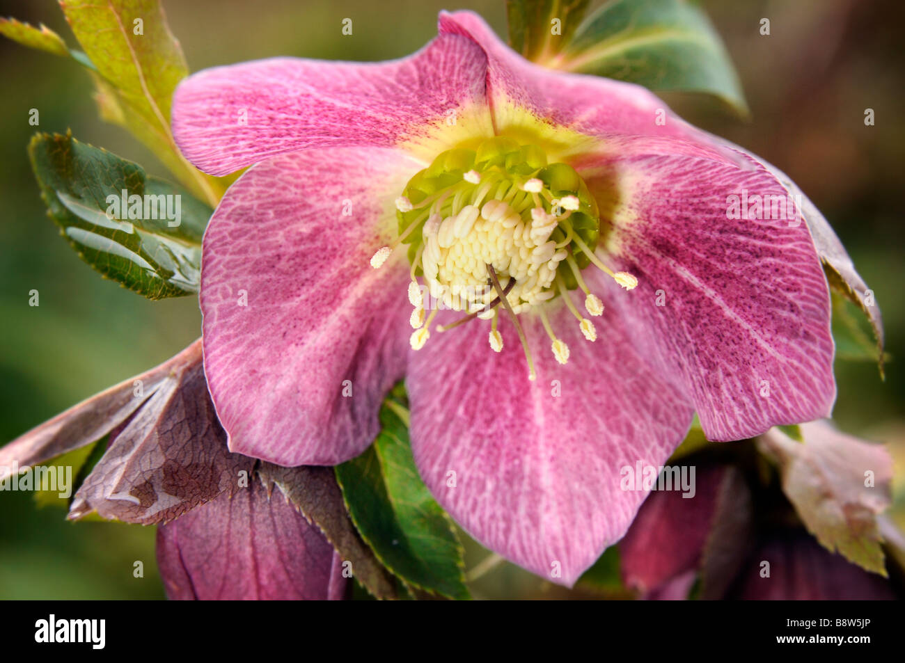 Open hellebore flower hi-res stock photography and images - Alamy