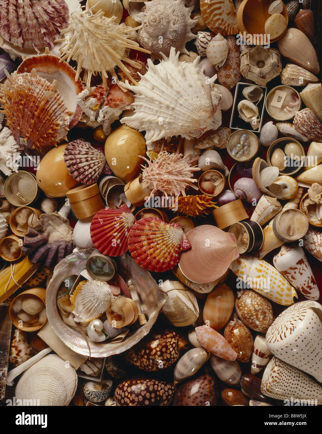 Various british shells hi-res stock photography and images - Alamy