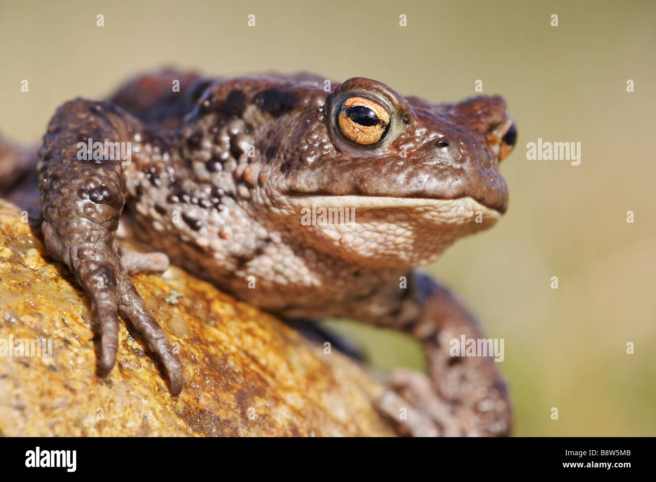 The toad rock hi-res stock photography and images - Alamy