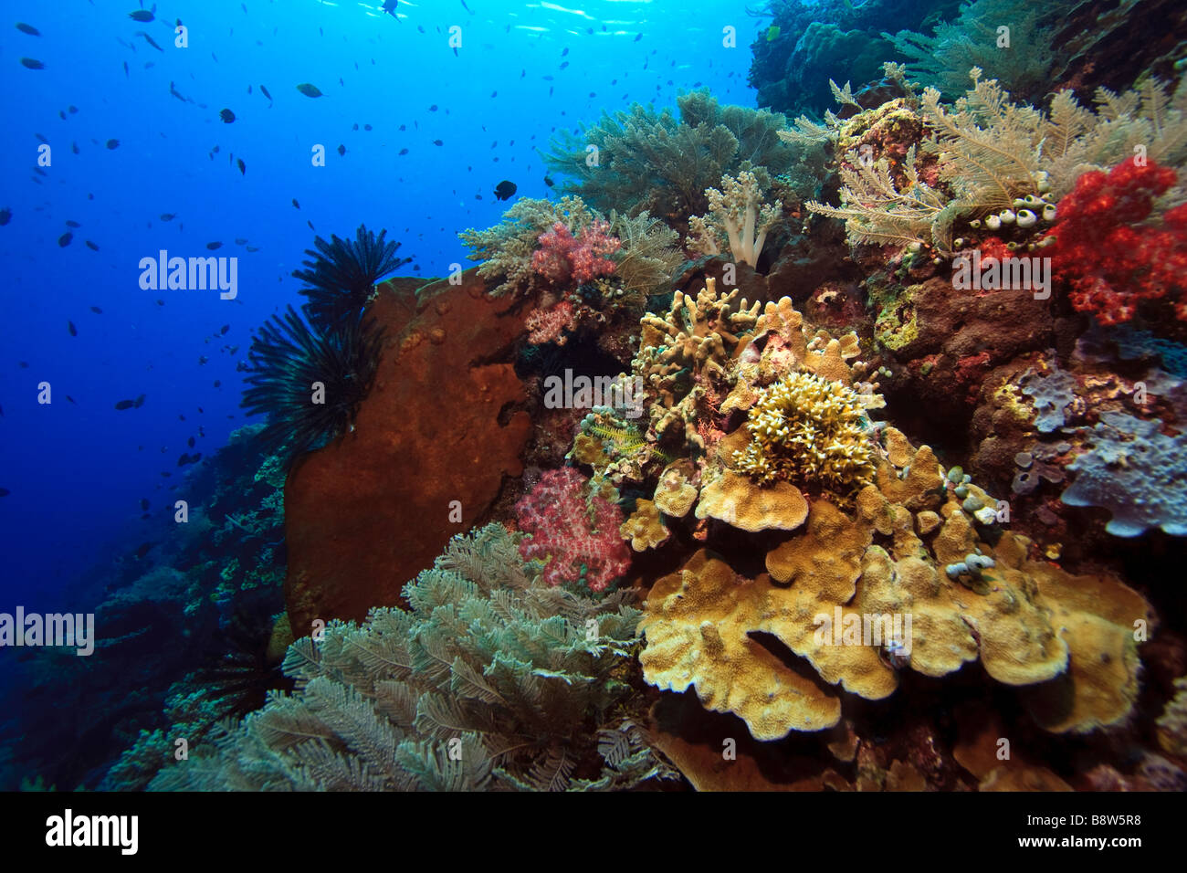 Sloping vertical wall off Bunaken Island Stock Photo - Alamy