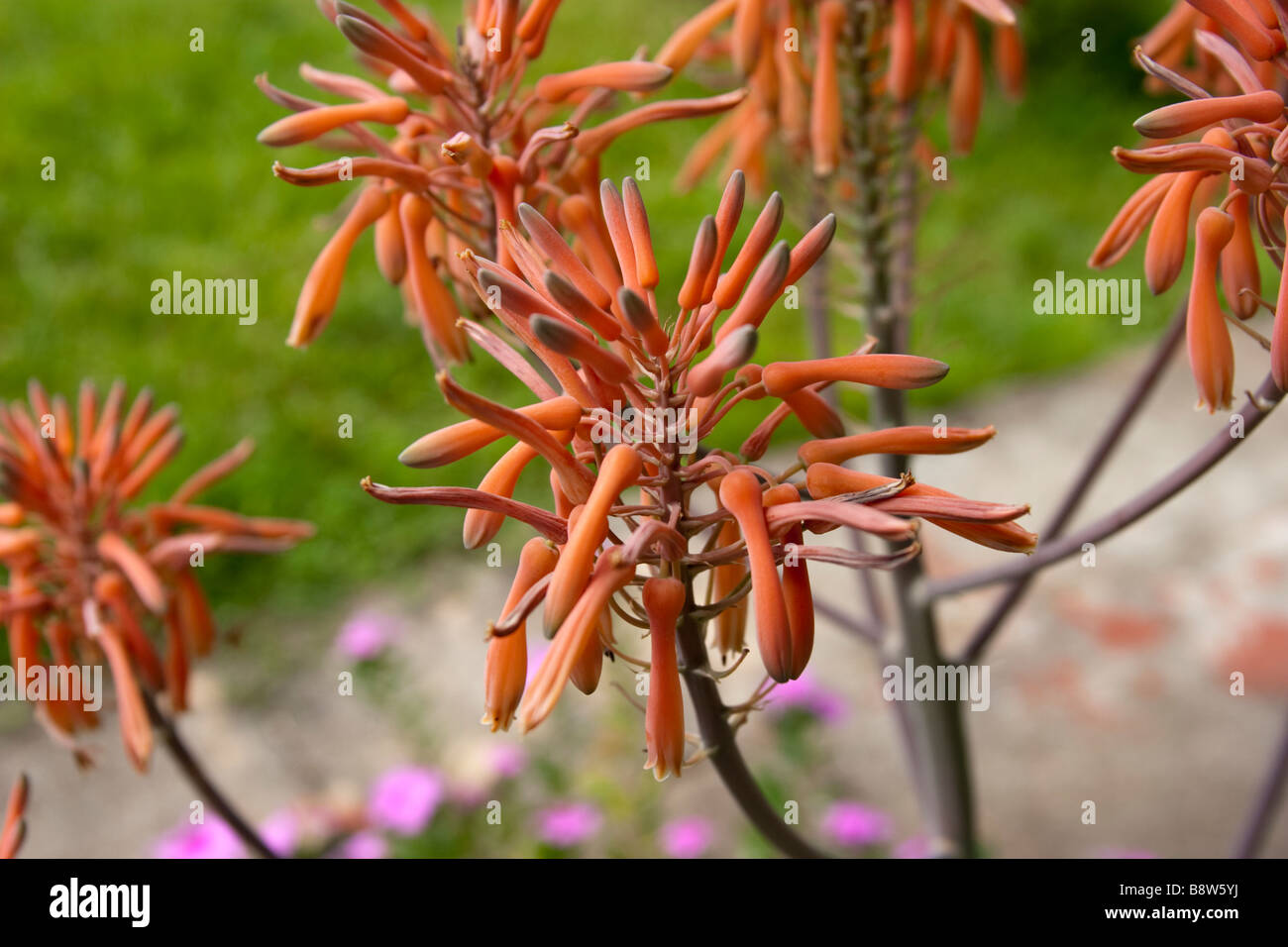 Aloe vera flowers Stock Photo - Alamy