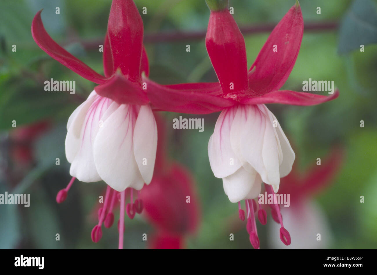 Hardy fuschia hi-res stock photography and images - Alamy