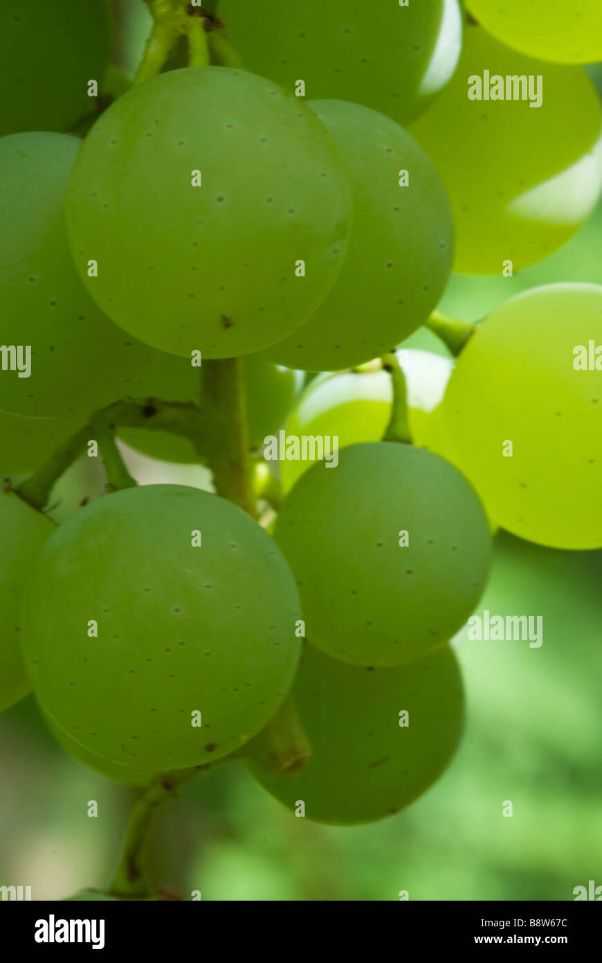 Bunch of grapes Stock Photo - Alamy