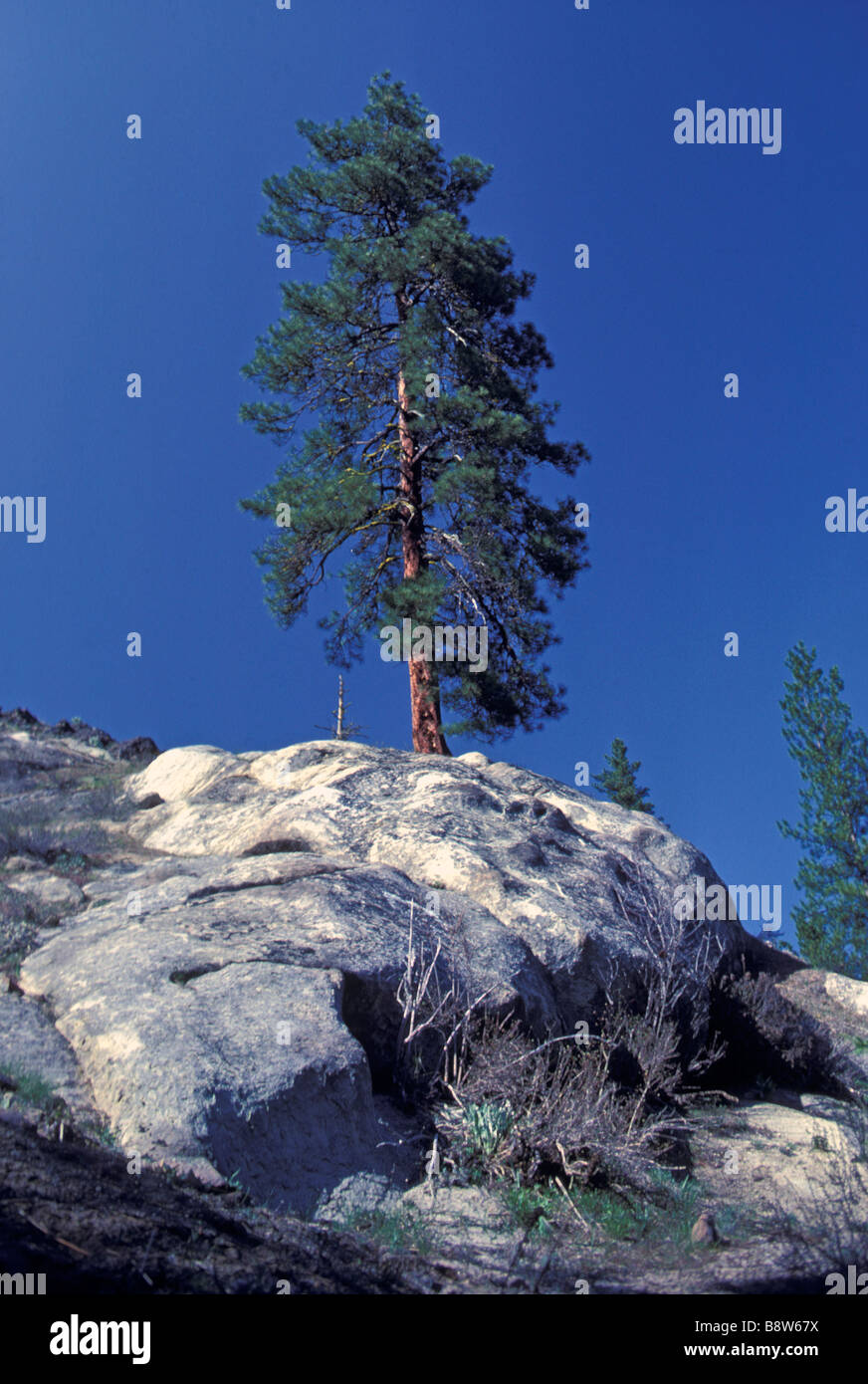 Tall ponderosa pine pinus hi-res stock photography and images - Alamy