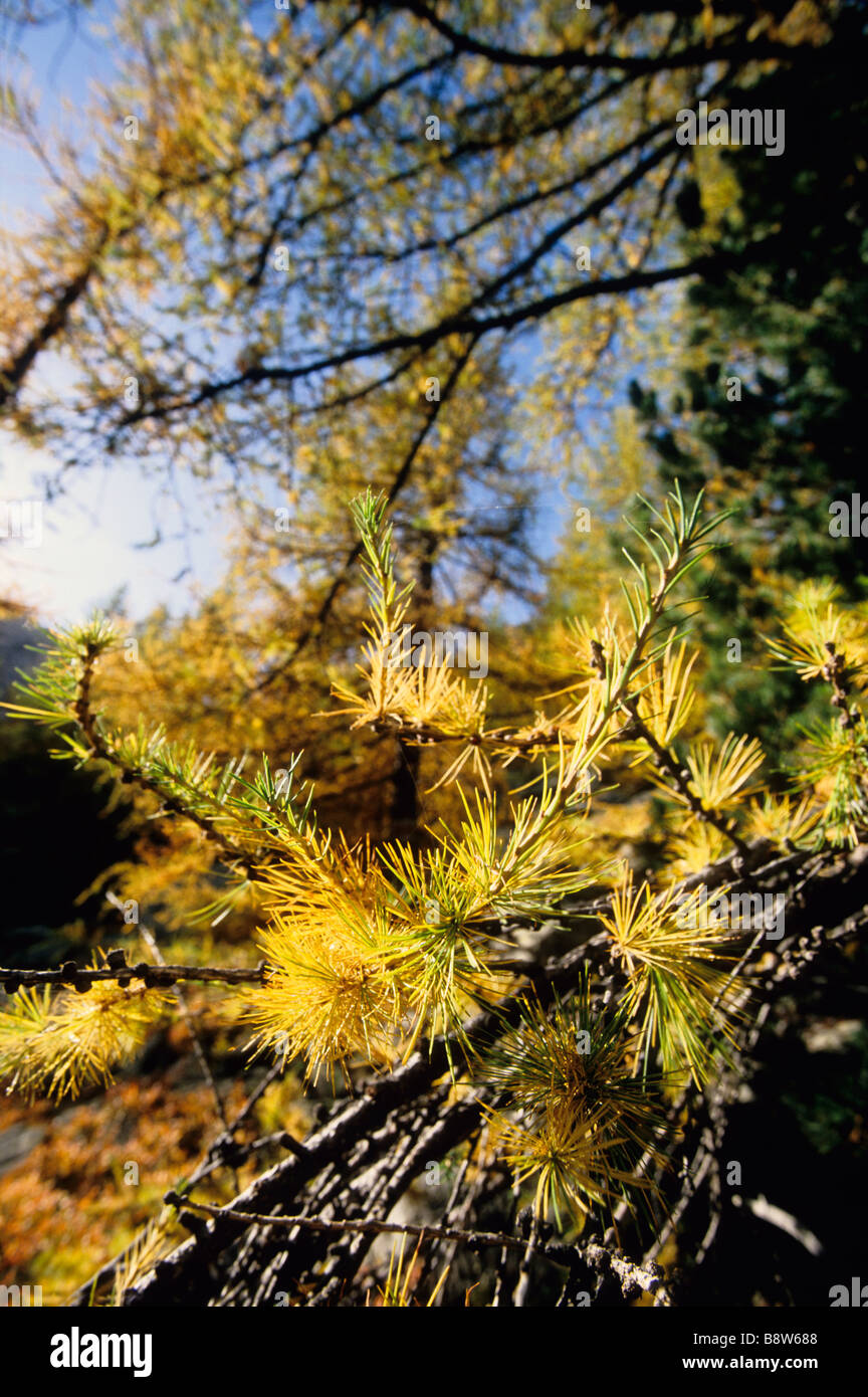 Detail of autumn needle pine tree Stock Photo - Alamy