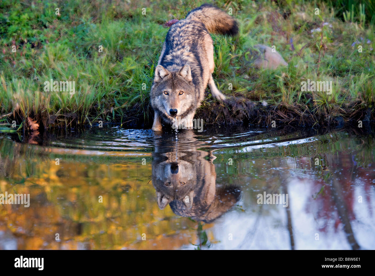 Grey Wolf, Minnesota Stock Photo - Alamy