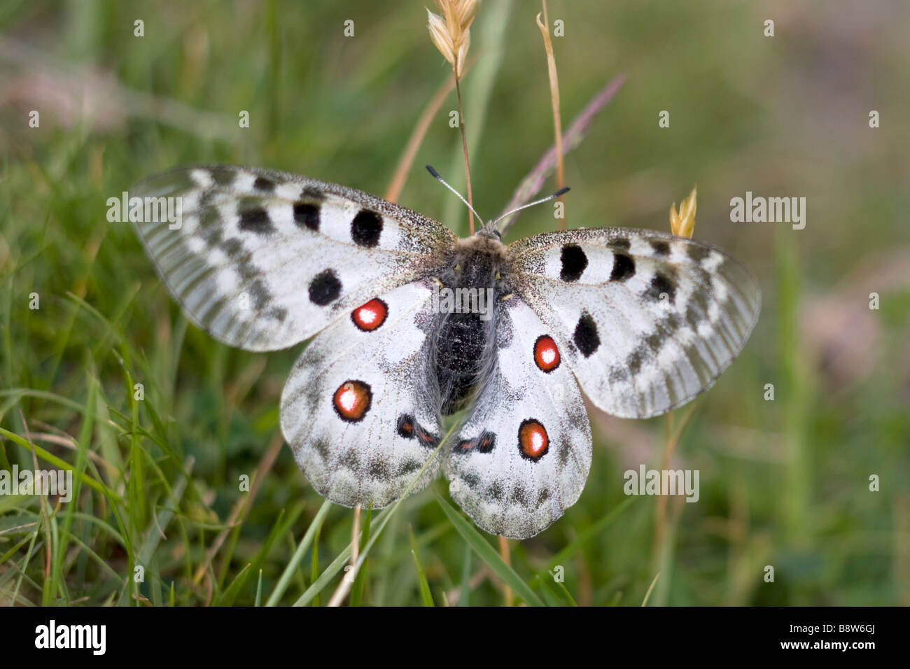 Apollo Parnassius apollo Stock Photo - Alamy
