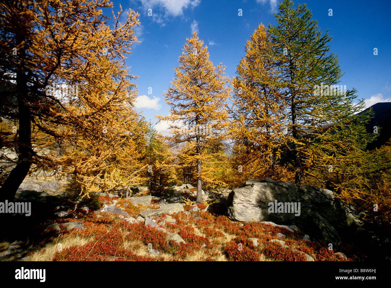 Alps forest autumn pine tree hi-res stock photography and images - Alamy
