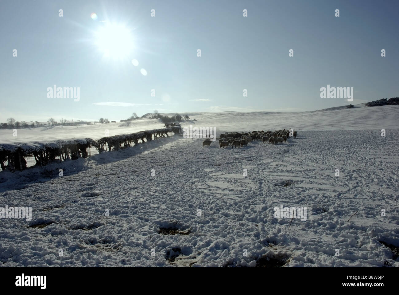 Winter scene snow sheep hi-res stock photography and images - Alamy