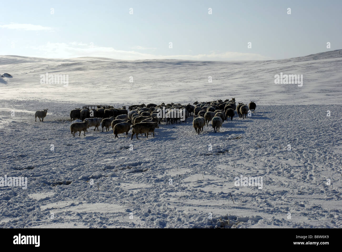 Winter scene snow sheep hi-res stock photography and images - Alamy