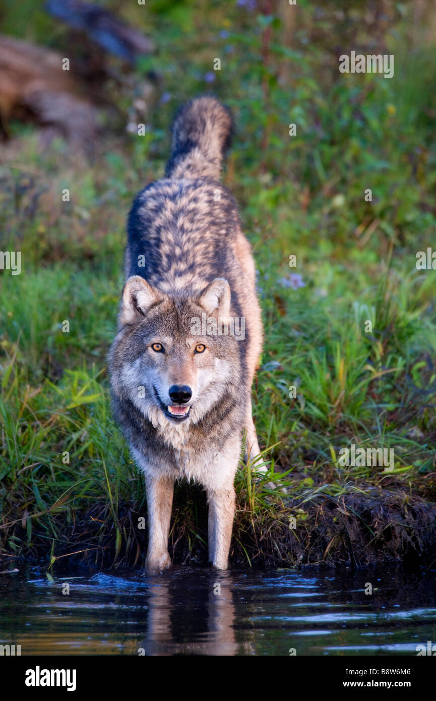 Grey Wolf, Minnesota Stock Photo - Alamy