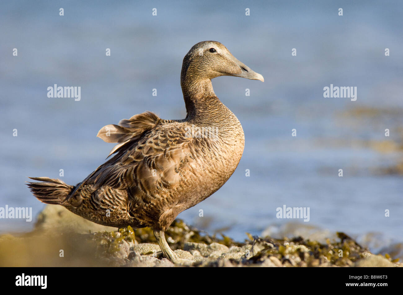 Wildlife sea estuary hi-res stock photography and images - Alamy