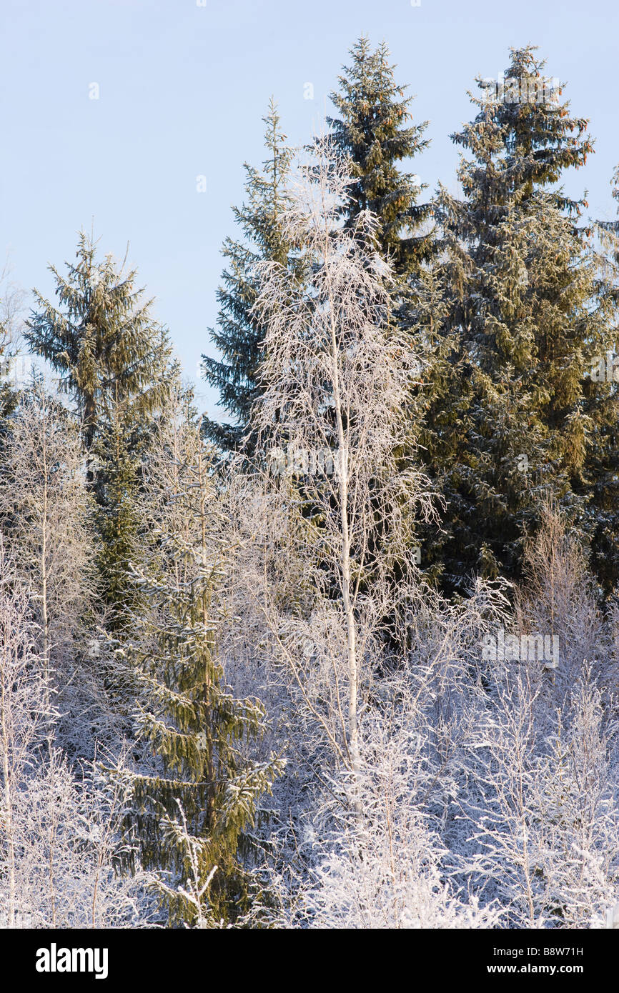 Frost on trees Stock Photo - Alamy