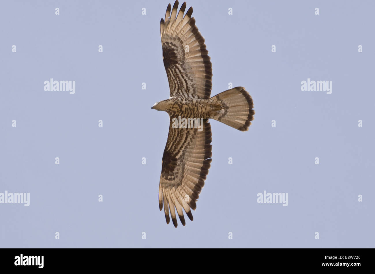 Honey buzzard on migration over Tarifa andalucia spain Stock Photo - Alamy