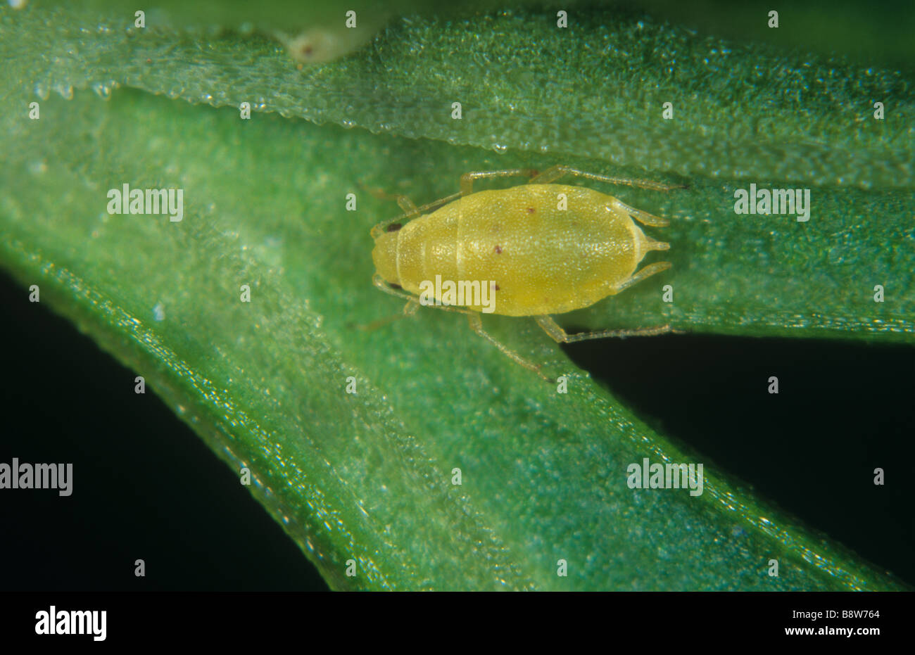 Willow carrot aphid Cavariella aegopodii on parsley Stock Photo - Alamy