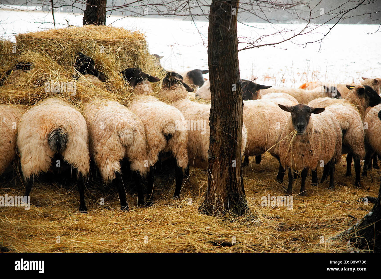 A flock of sheep eating hay and straw Stock Photo - Alamy
