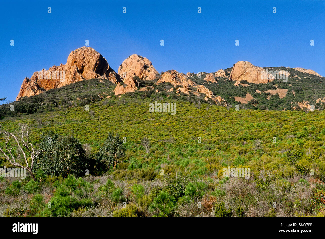 Mediterranean vegetation hi-res stock photography and images - Alamy