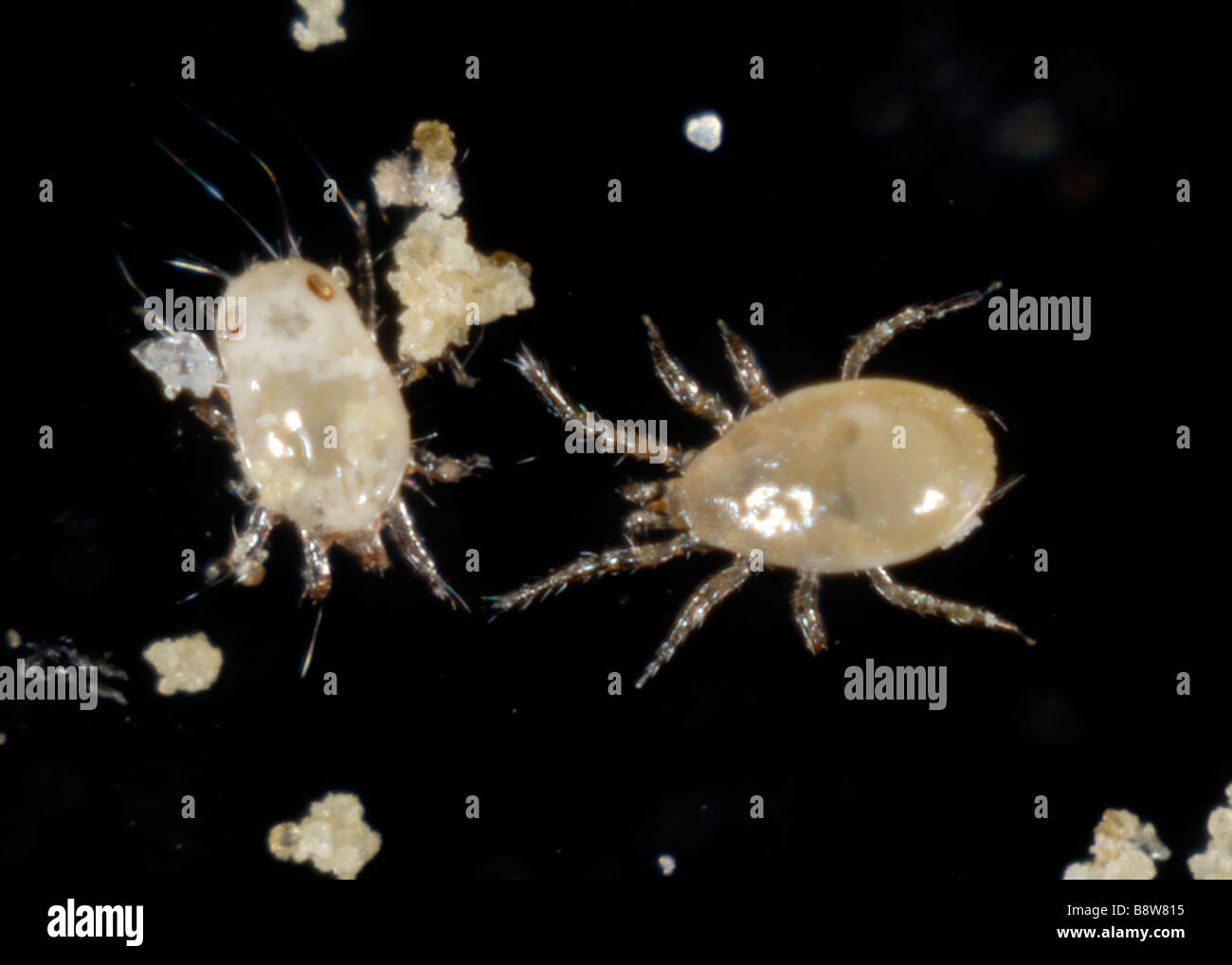 A predatory mite Amblyseius swirskii attacking a food mite Carpophagus ...