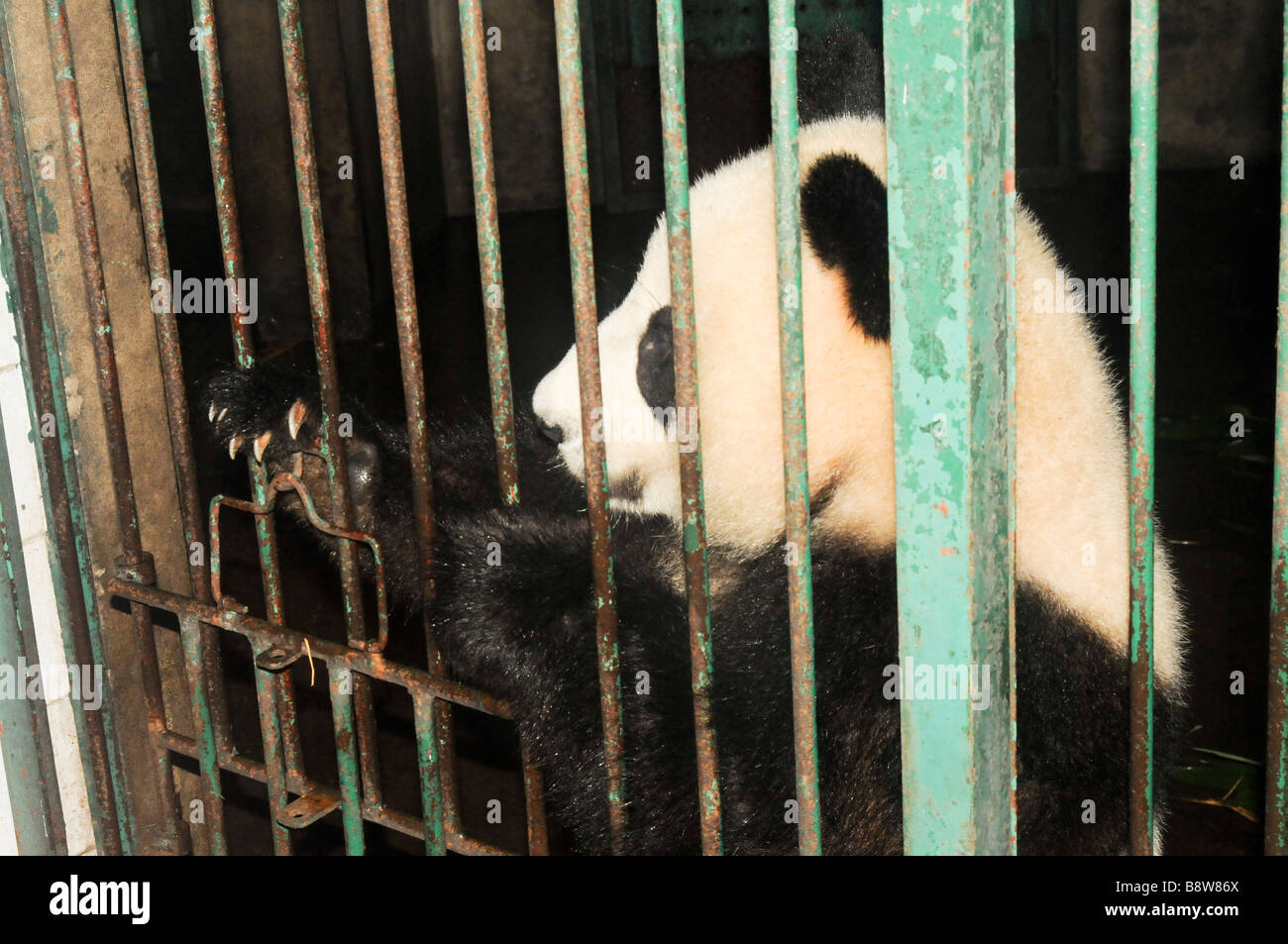 Cage cages hi-res stock photography and images - Alamy