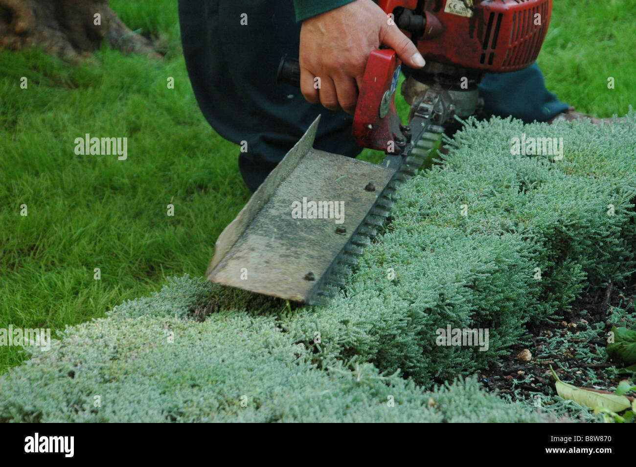 Gardener maintaining a garden Stock Photo - Alamy