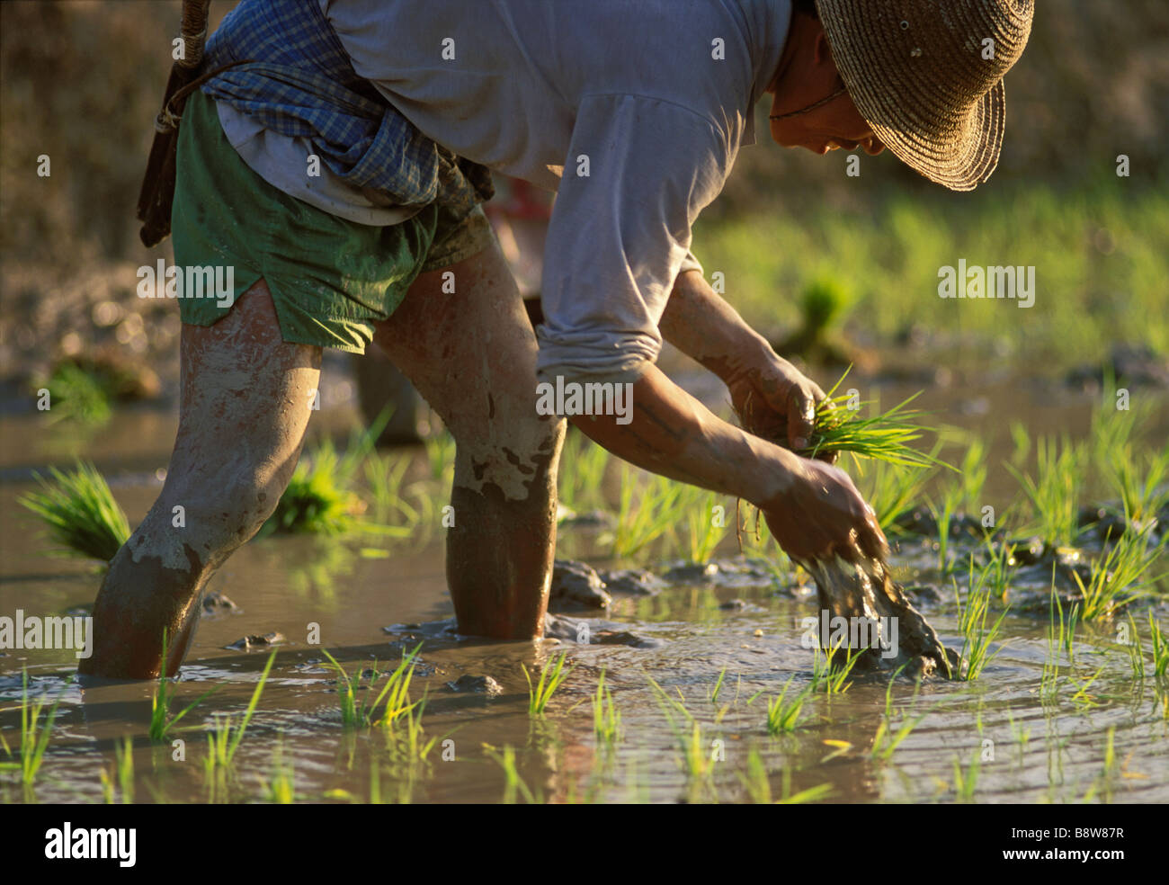 Burmese farmers transplanting young rice in paddy fields near Namhkan ...