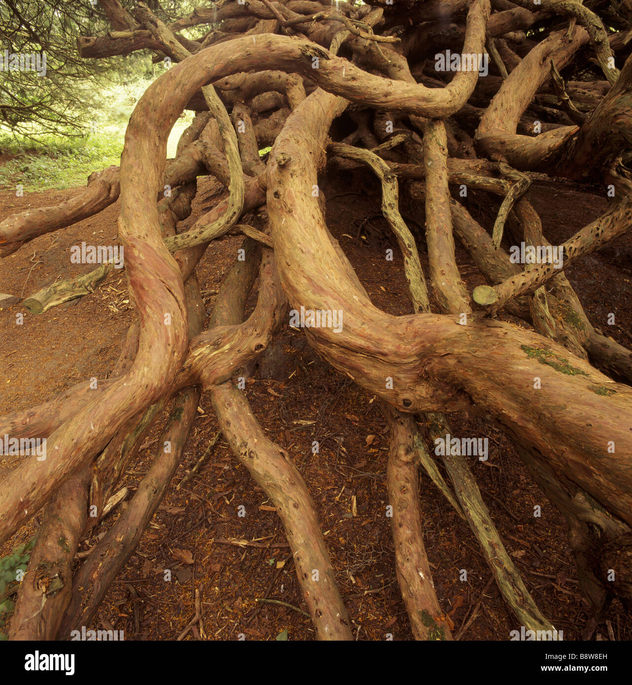An ancient Yew tree s twisted and entangled roots sinking into the mud ...