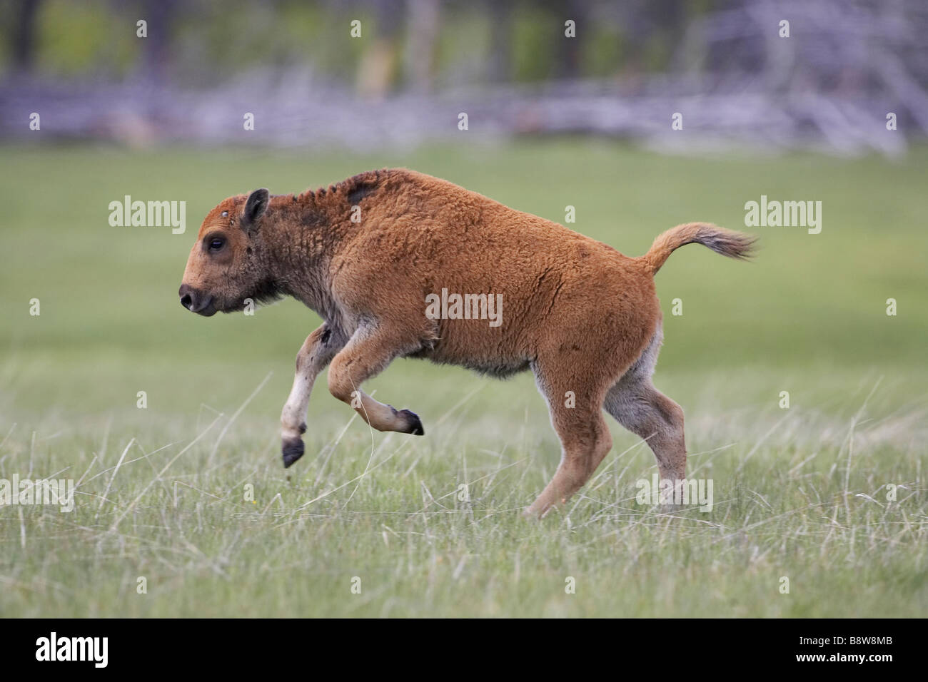 Bison (Bison bison), young calf running Stock Photo - Alamy