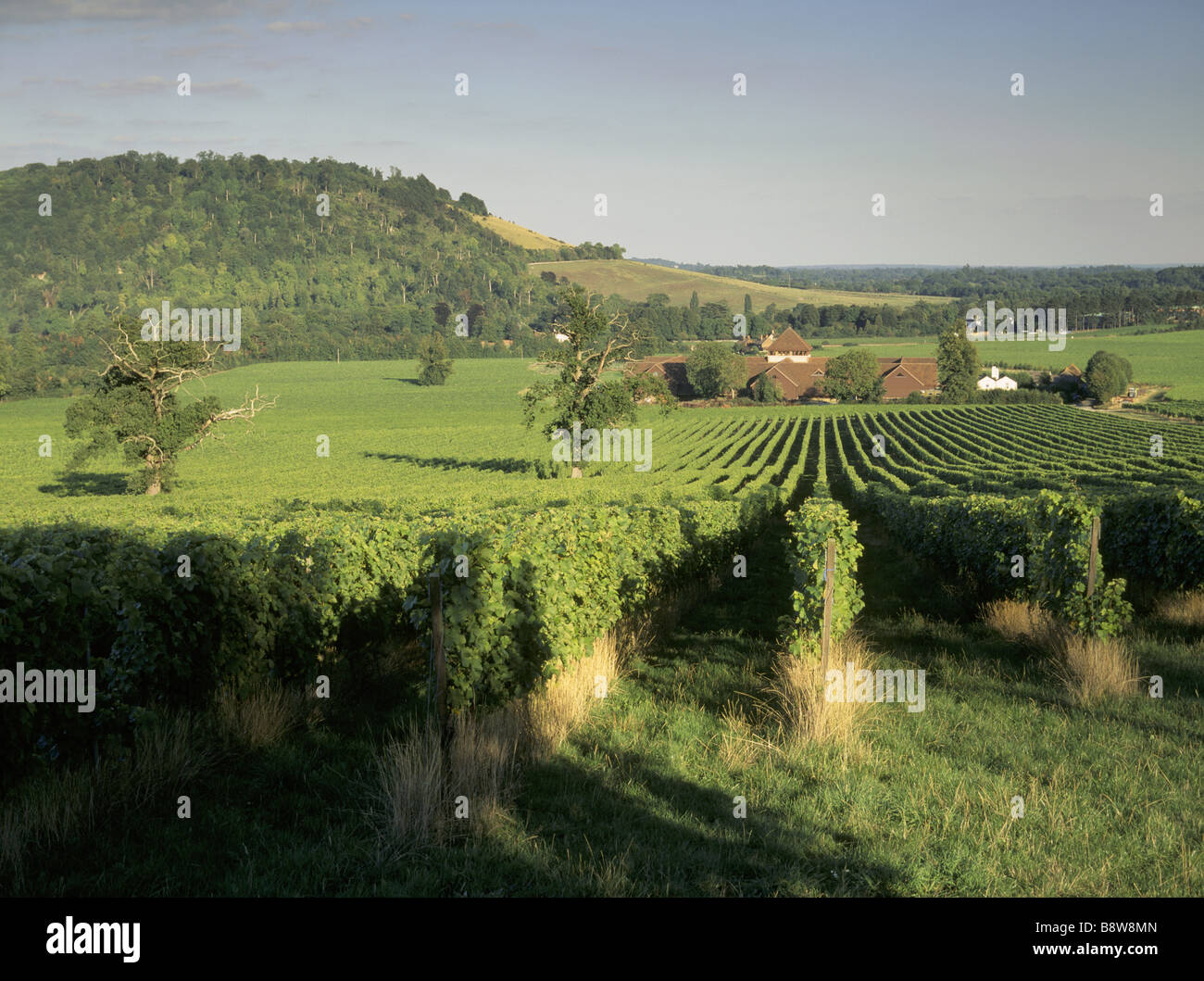 A view East over the vineyard from Denbies Hill showing a house in the ...