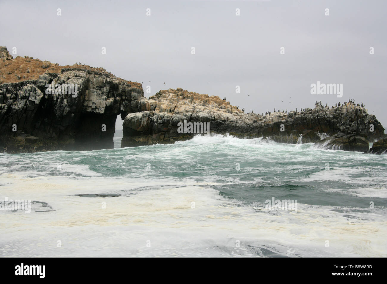 Peruvian Pelican Colony, Pelecanus thagus, Cavinzas Island, Callao ...