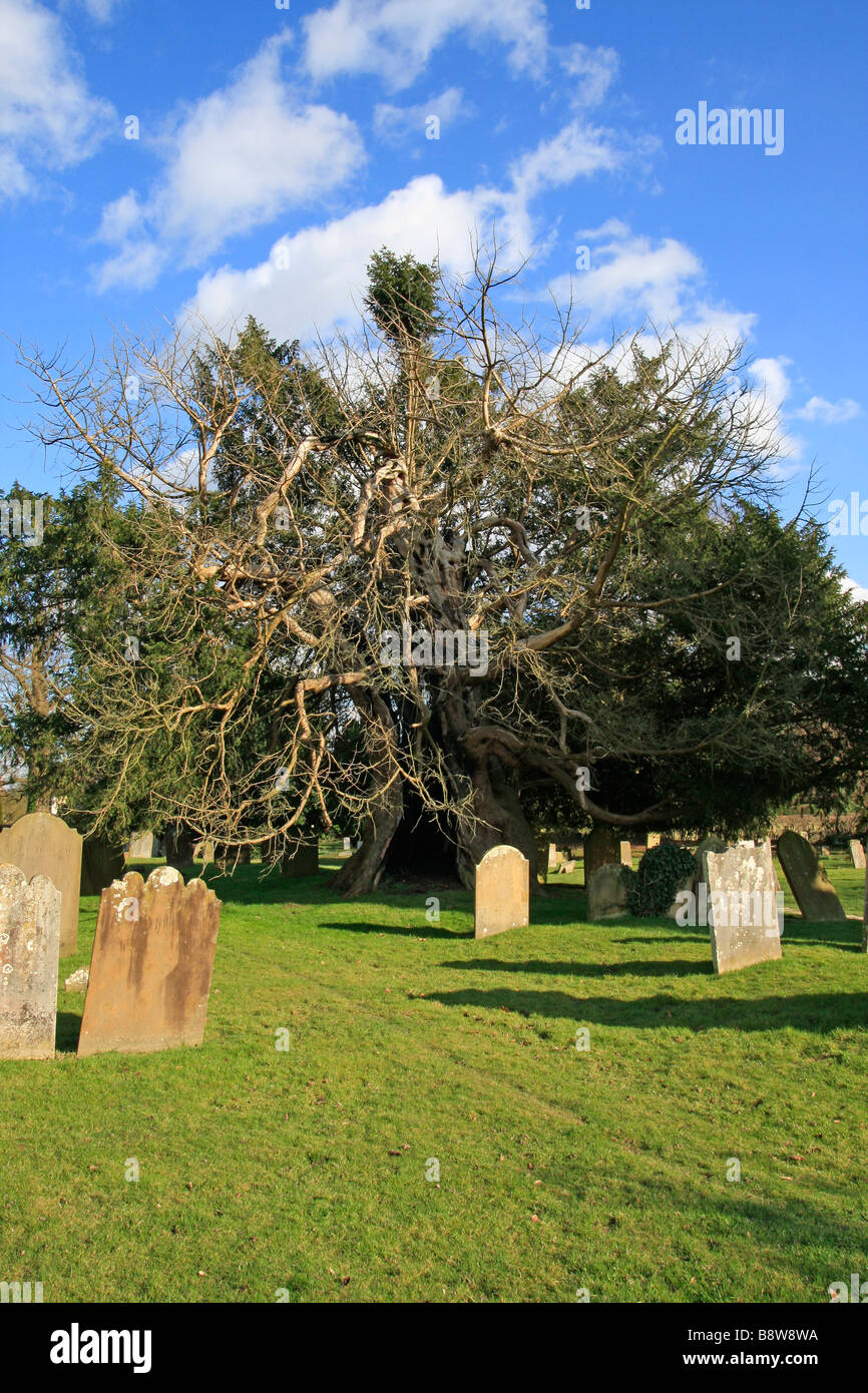 Tree trunk hollow hi-res stock photography and images - Alamy