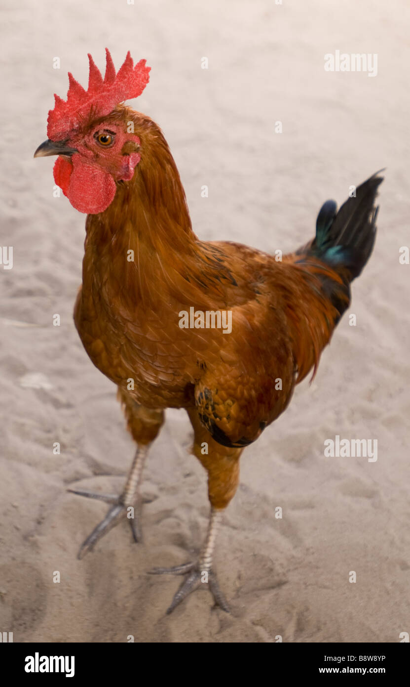 Cockrel hi-res stock photography and images - Alamy