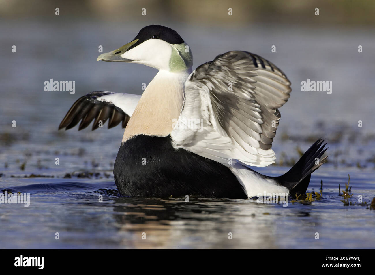 Eider flapping wings water hi-res stock photography and images - Alamy