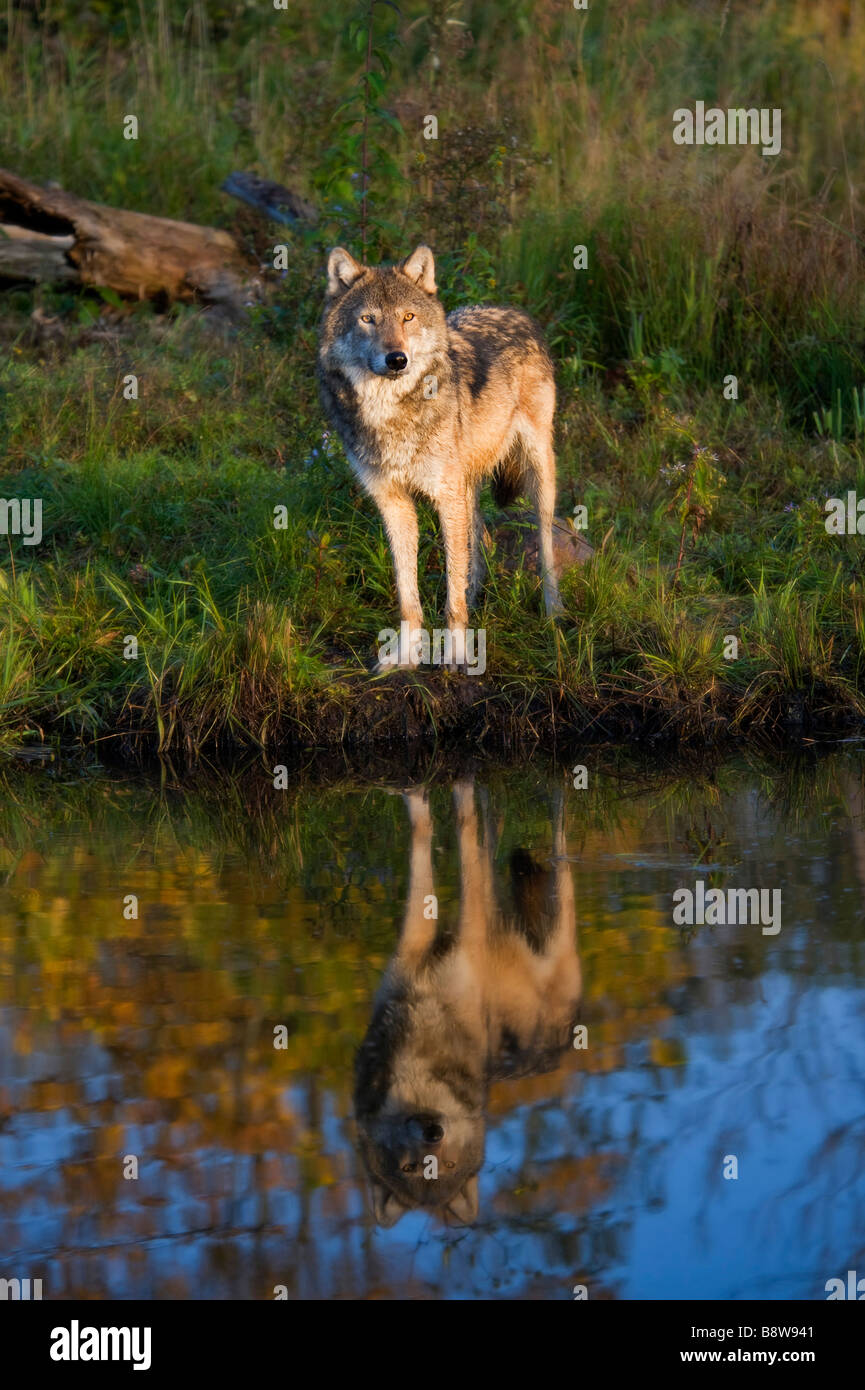 Grey Wolf, Minnesota Stock Photo - Alamy