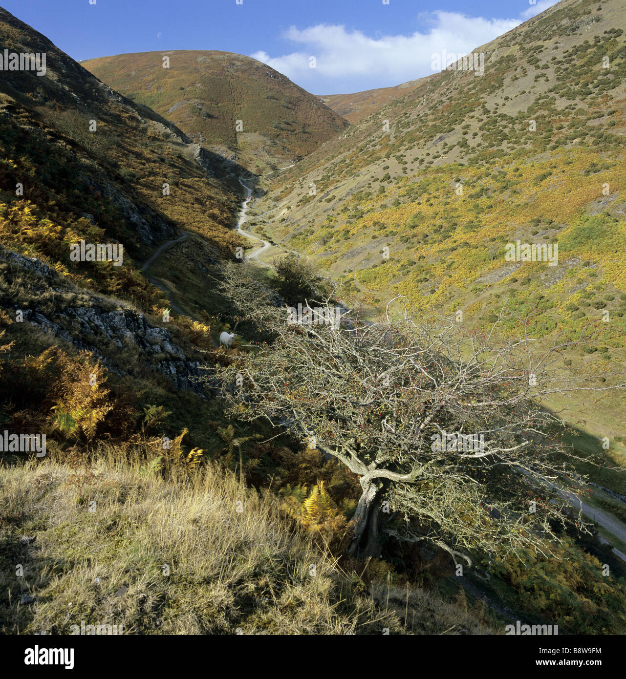 Looking down Carding Mill Valley, excellent walking country, which ...