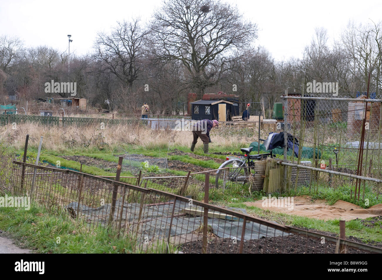 Allotment gardening, London Stock Photo - Alamy