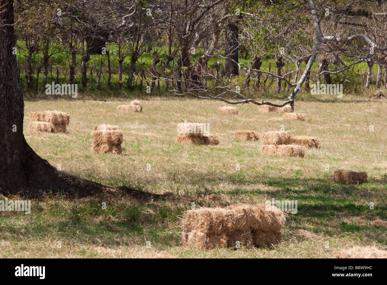 Hay bale cow hi-res stock photography and images - Alamy
