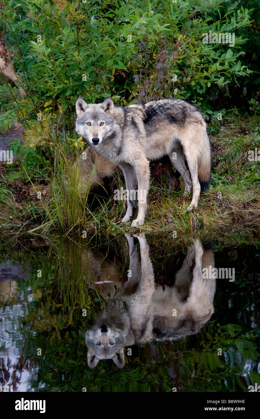 Endangered specied hi-res stock photography and images - Alamy