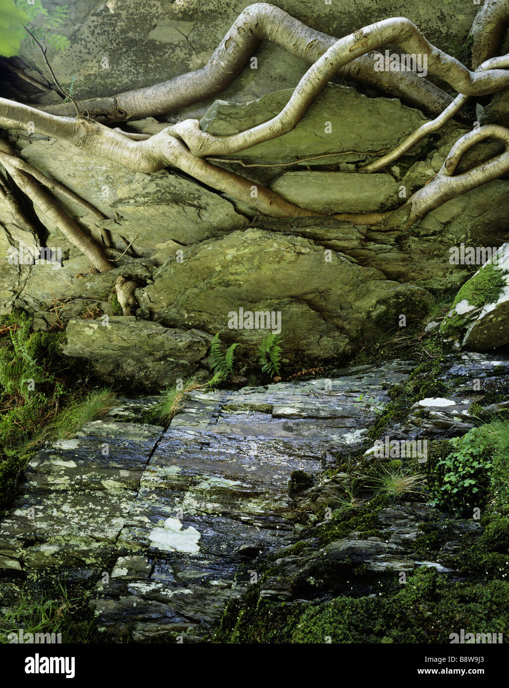 Tree Roots Growing Through Rock High Resolution Stock Photography and ...