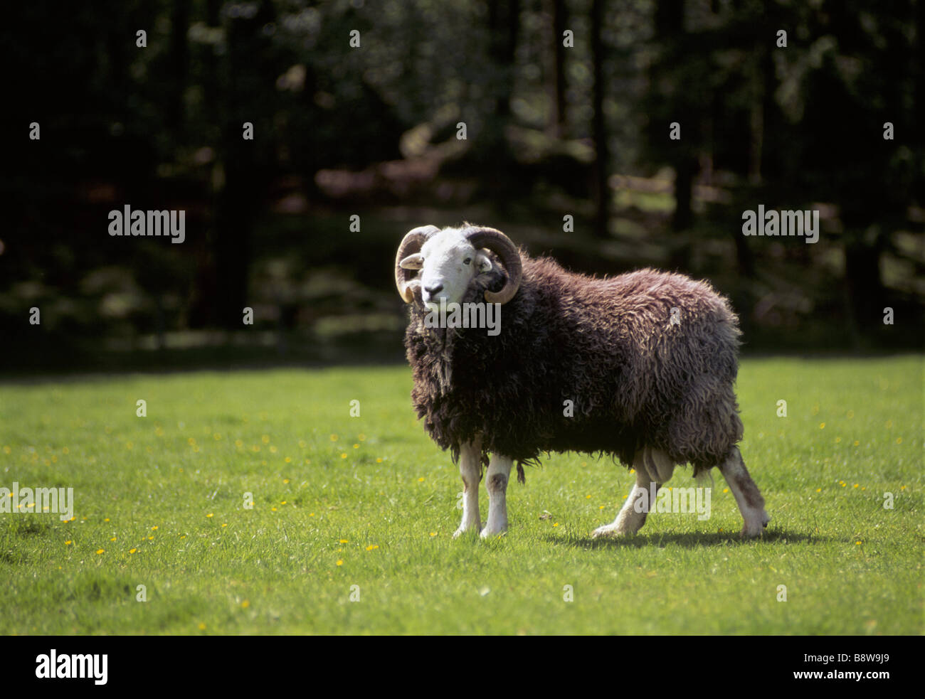 Applicable hi-res stock photography and images - Alamy