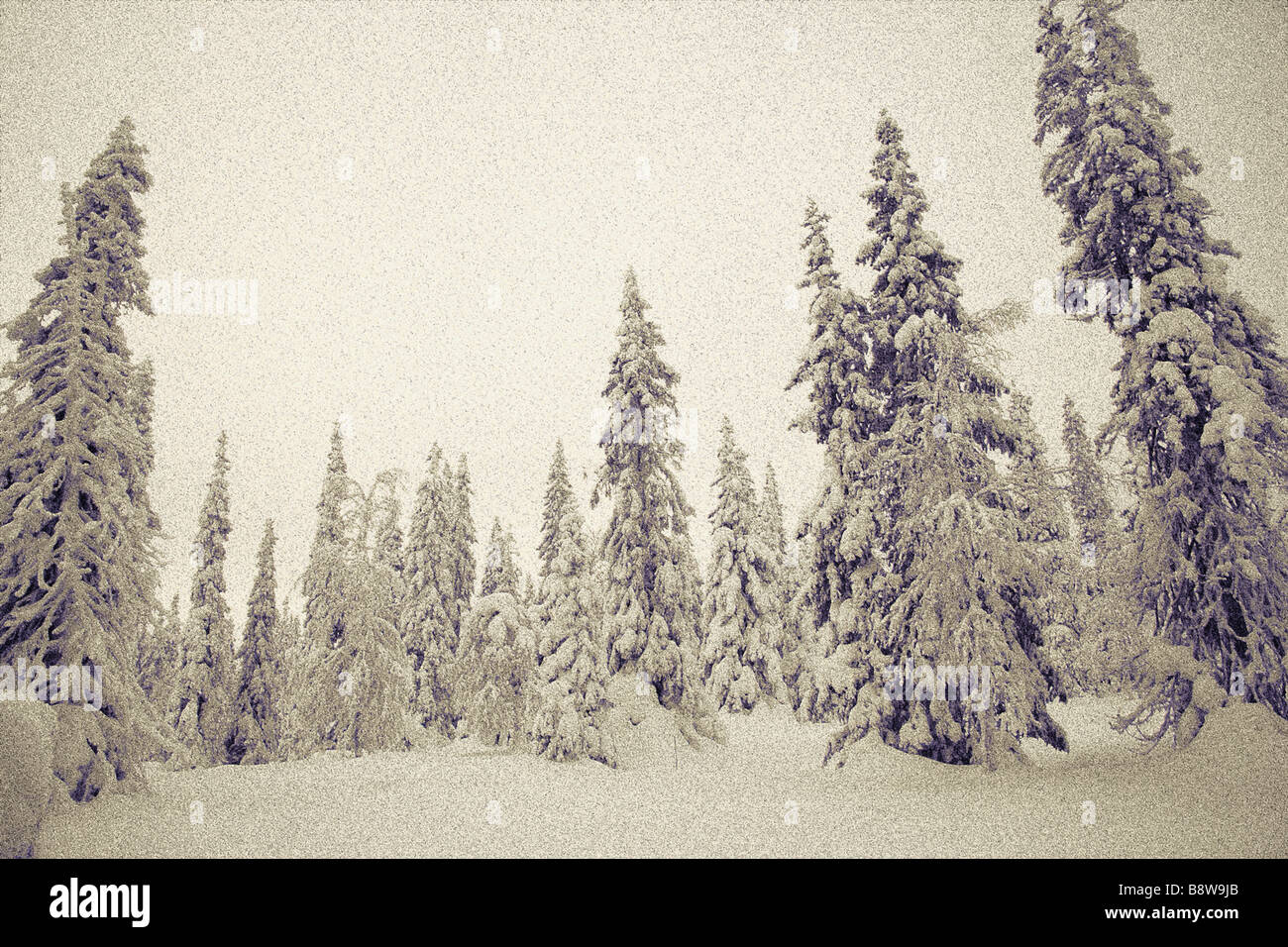 Snow laden trees Stock Photo - Alamy