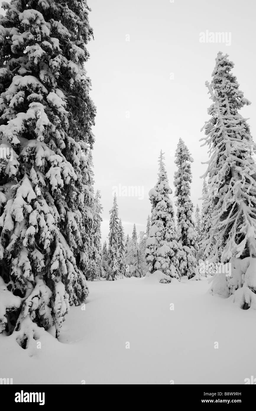 Winter forest tree snow Black and White Stock Photos & Images - Alamy