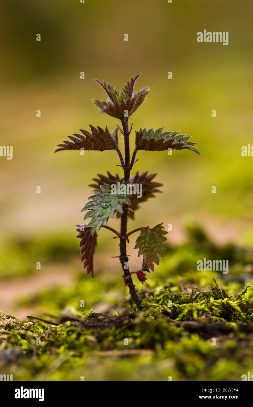 Young Stinging Nettle plant growing on wasteland Stock Photo - Alamy