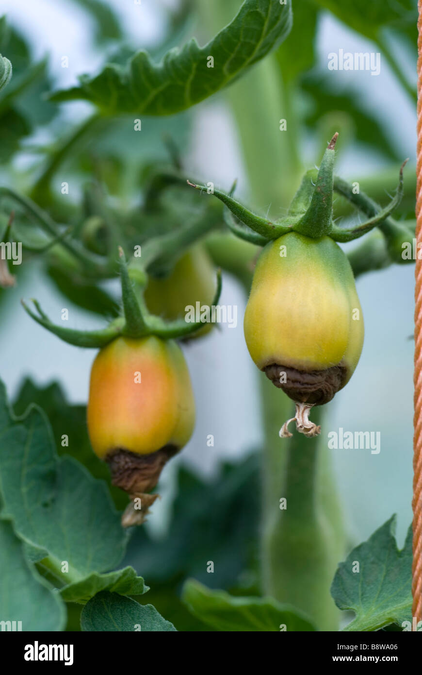 Blossom end rot on ripening tomatoes Stock Photo - Alamy